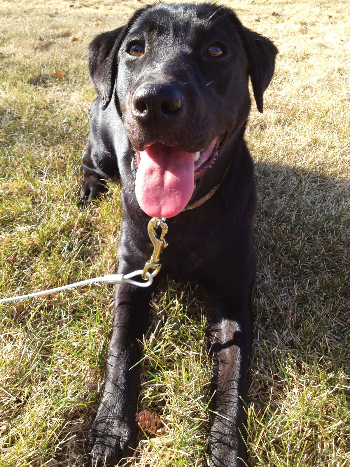 FALIA REVIEWS: My Thoughts & Tips on Training Pups - for Home, Defense ...