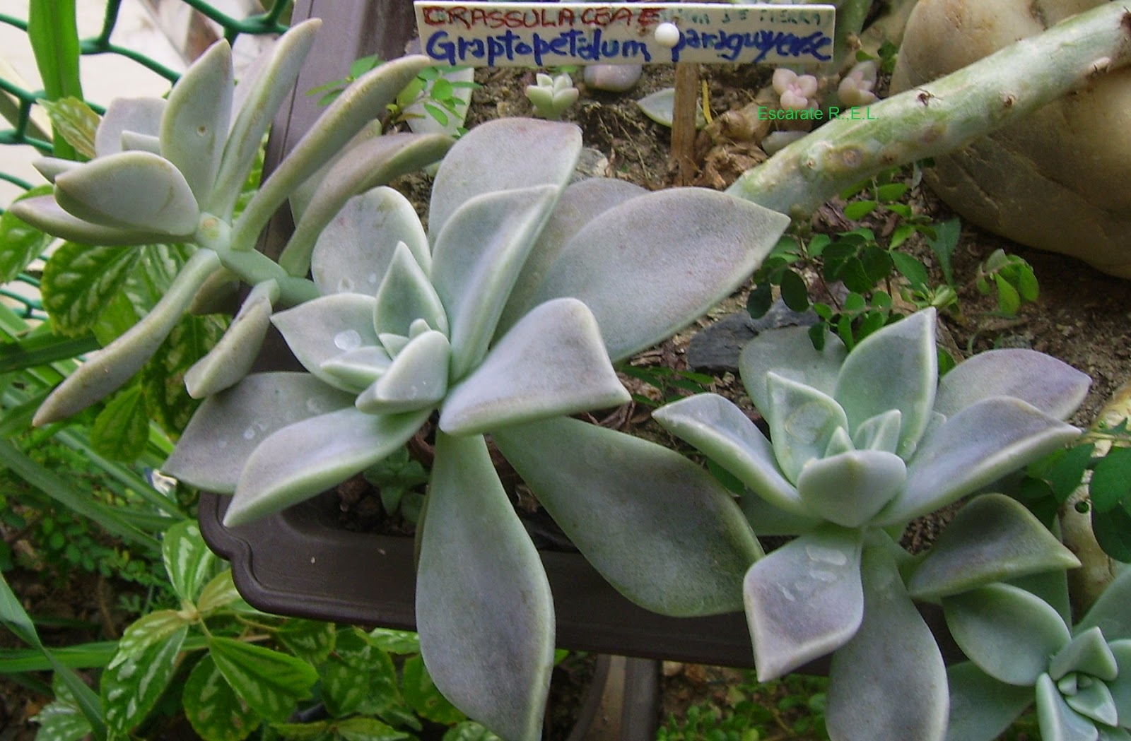 HIDRENQUIMO: Graptopetalum paraguayense (NE Br..) E. Walther