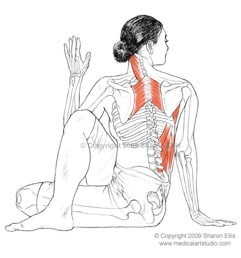 The Elegant Klutz: Ardha Matsyendrasana or Seated Twist