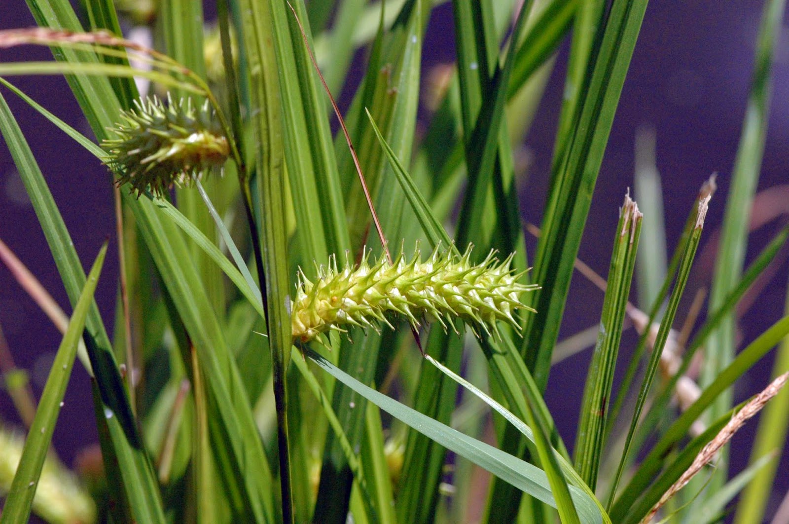 Field Biology in Southeastern Ohio: Carex Sedges part 1, big and showy