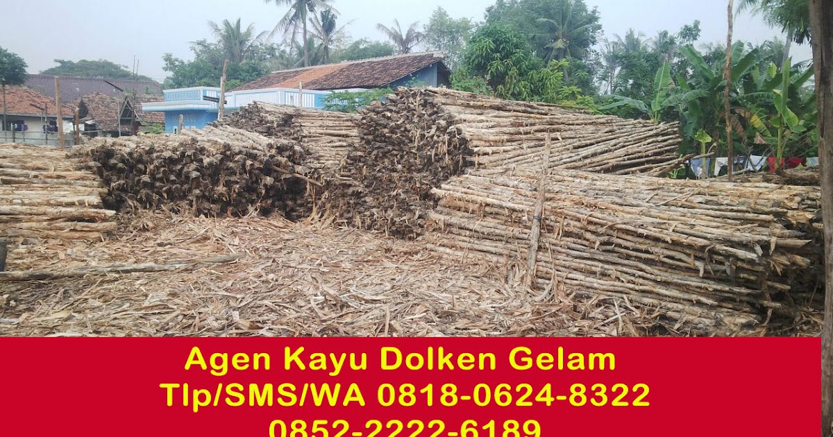 Jual Kayu Dolken, Bandar Kayu Dolken, Telp. 081806248322 / 085222226189 ...