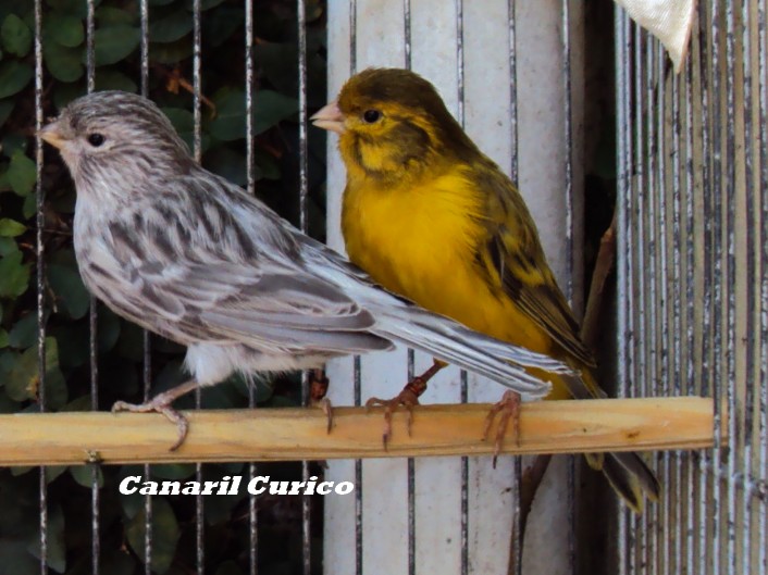 Canaril Curico - Canário de Cor: Azul Opalino e Verde Opalino Intenso