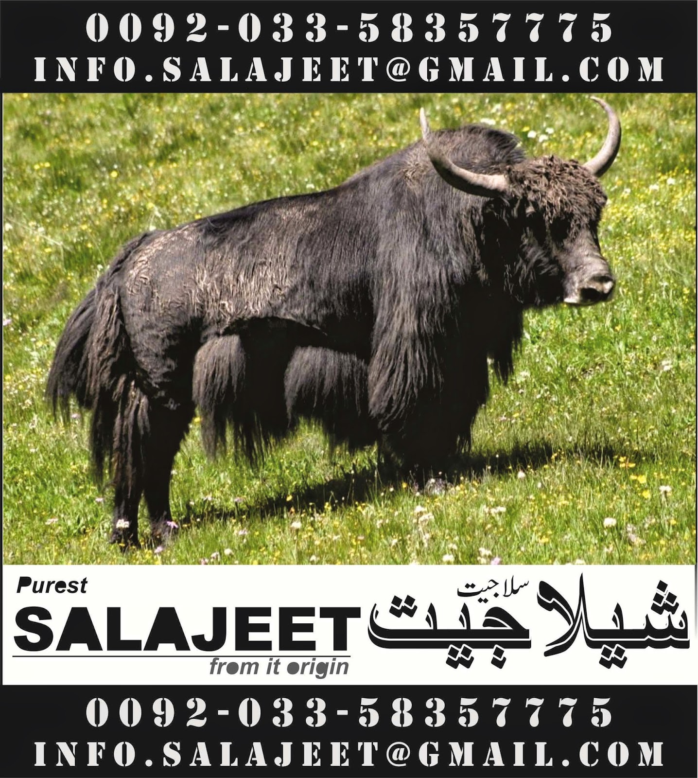 Himalayan Shilajit: BUY PURE SALAJEET SHILAJEET ONLINE PAKISTAN UAE ...
