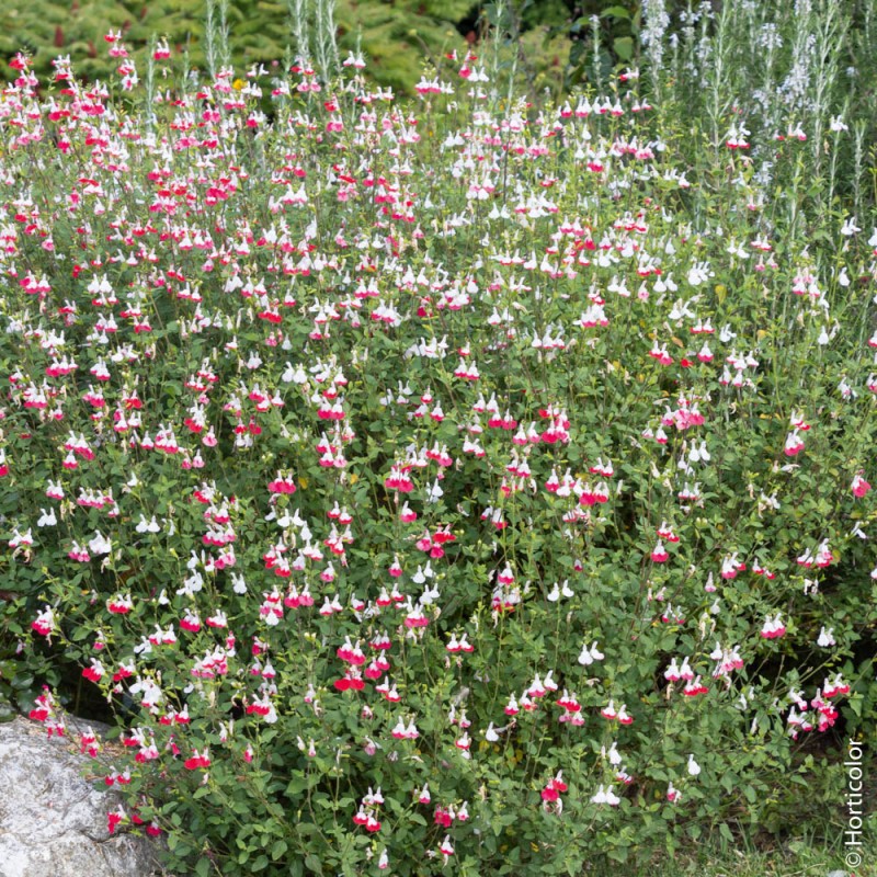 sauge arbustive - France News Collections