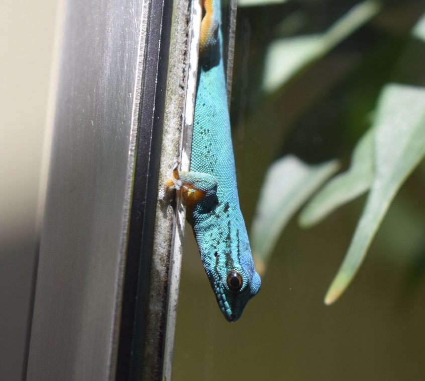 ZOOTOGRAFIANDO (6.100 ANIMALS): GECKO AZUL ENANO / WILLIAMS ELECTRIC ...