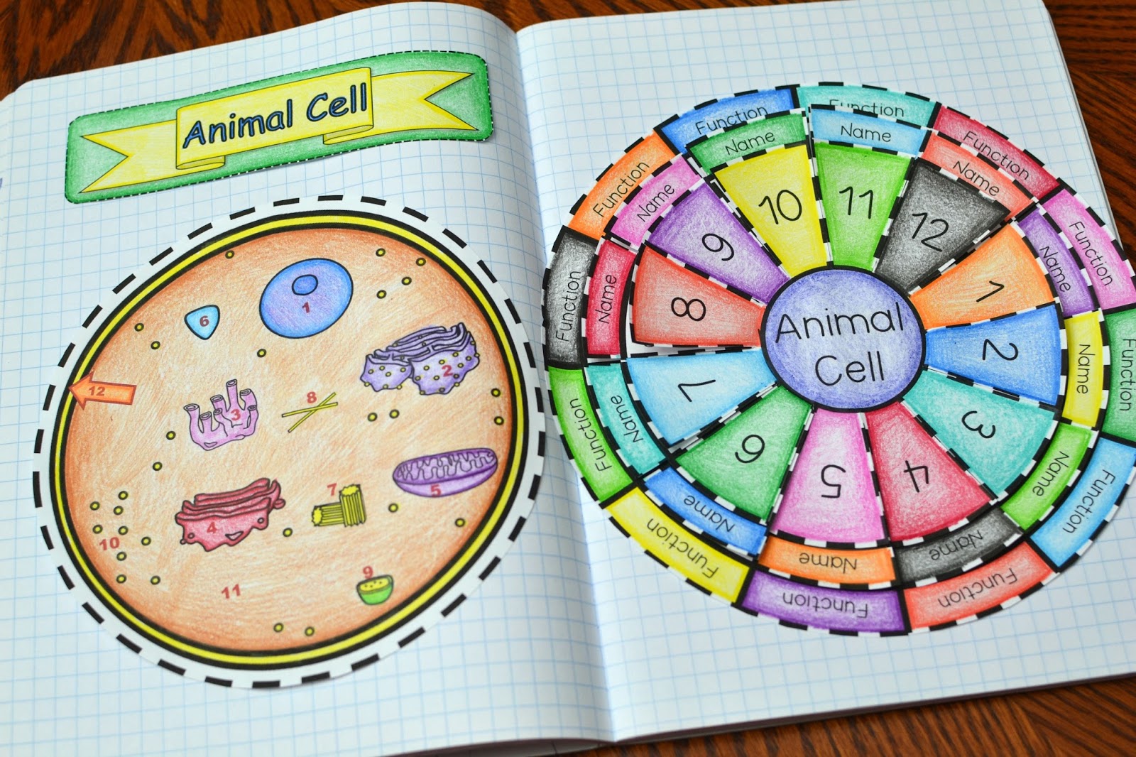 Math in Demand: Animal and Plant Cell Foldables