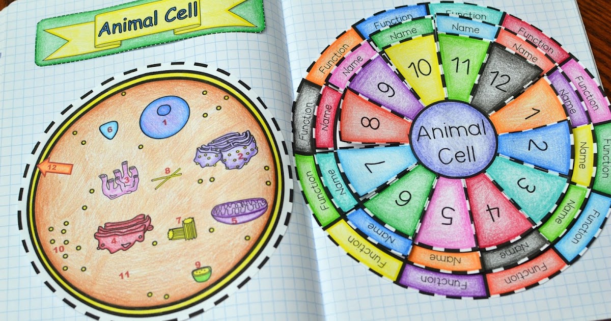 Math in Demand: Animal and Plant Cell Foldables