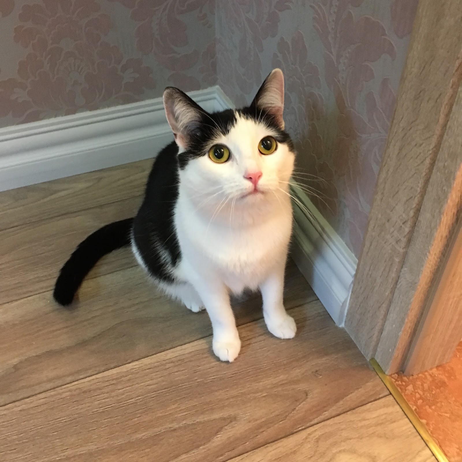 Koci Hotel Bella - Cat Hotel Bella: Medea wypoczywa