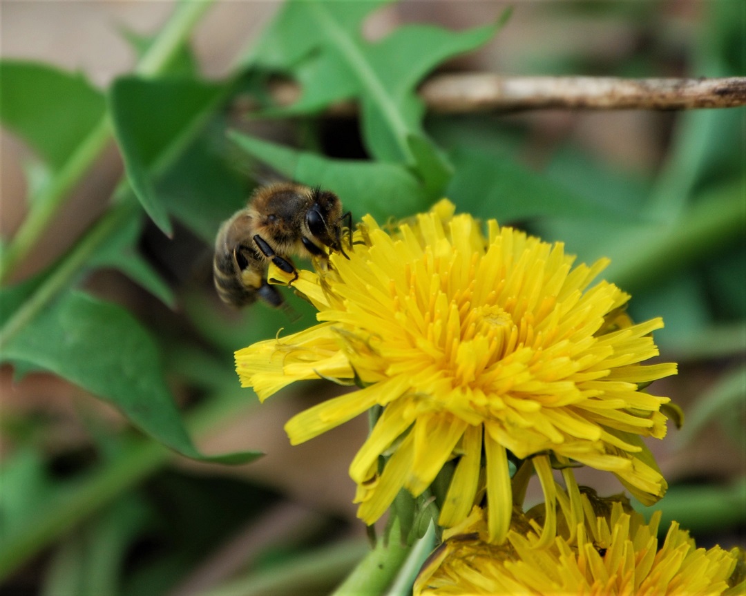 The Peace Bee Farmer: Pollen Bees