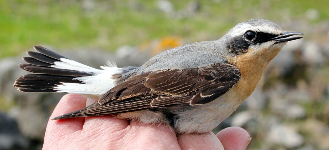 Another Bird Blog: Just A Wheat