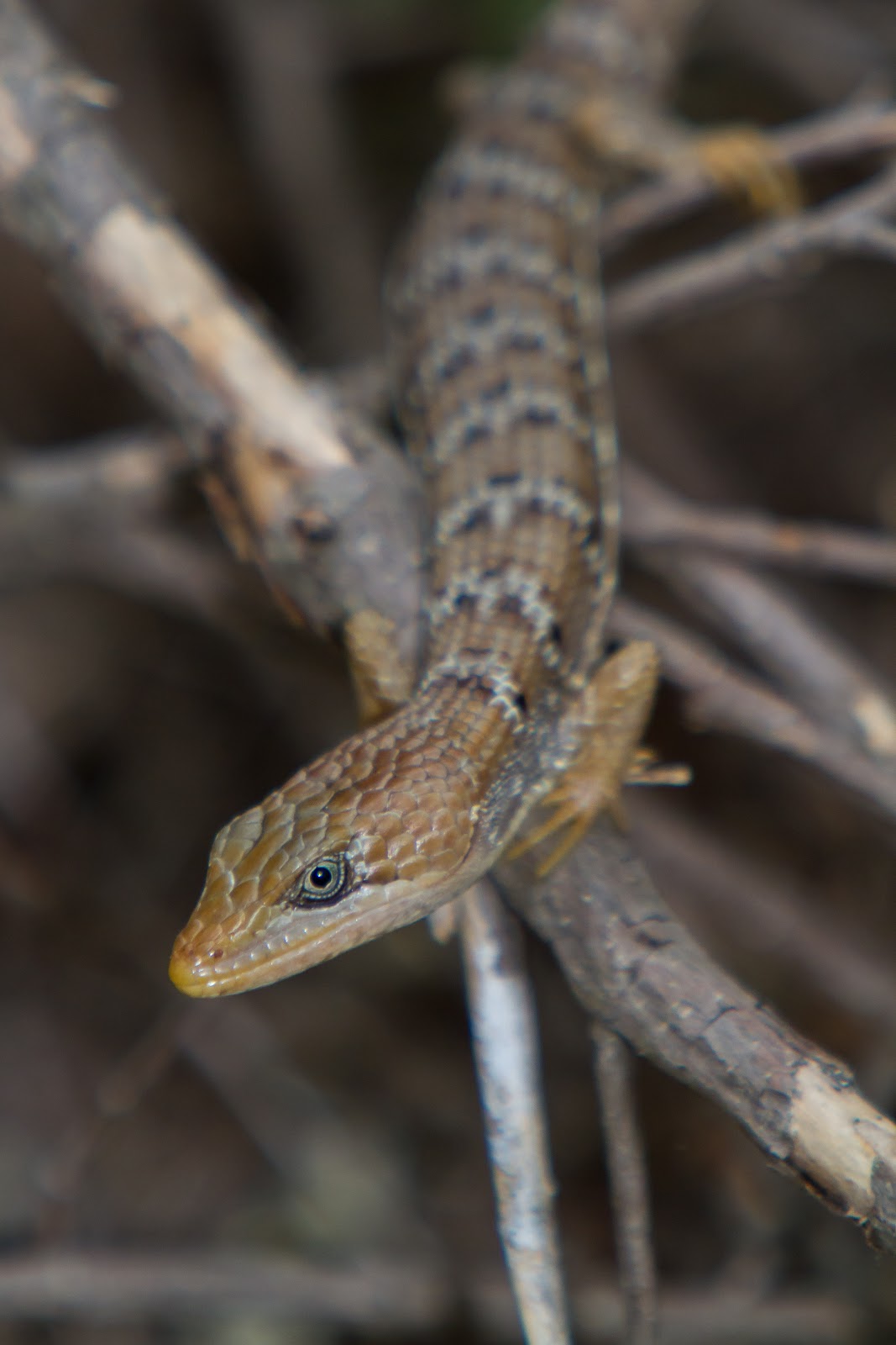 NatureWatch: The Lure and Lore of Lizards