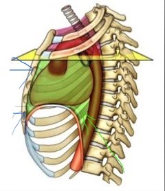 Curso de Anatomía II: Recesos pleurales