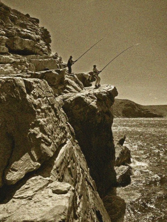 Cape Point Nature Reserve: Rooikrans I