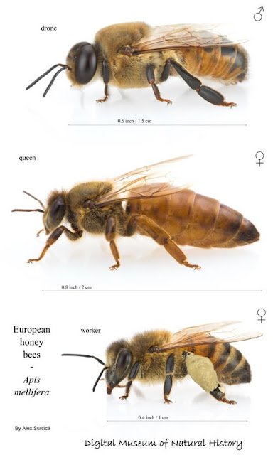 La Familia de la Apicultura - The Beekeeping Family: POSTALES APICOLAS ...