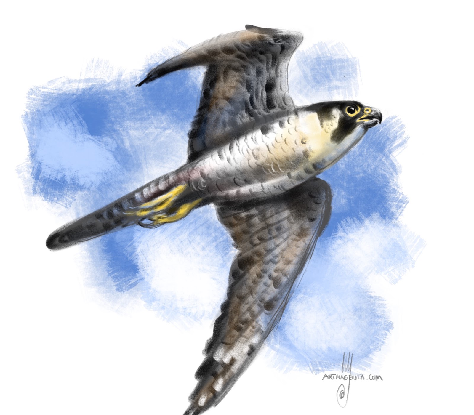 Birds: Peregrine Falcon
