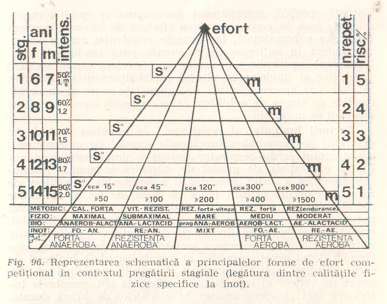 swimmingpedia: Schema grafica a tipurilor de efort, la inot