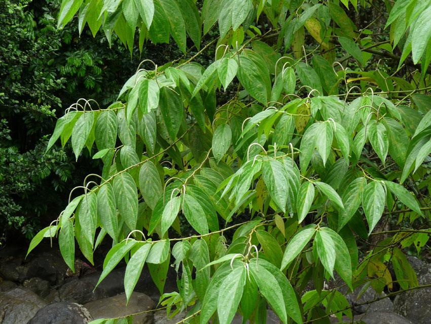 PIPER ADUNCUM / JABORANDIBA / Pimenta de Macaco
