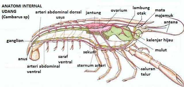 Morfologi, Anatomi, Reproduksi, Klasifikasi dan Peranan Crustacea