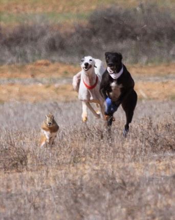 Imagenes De Galgos Con Liebres