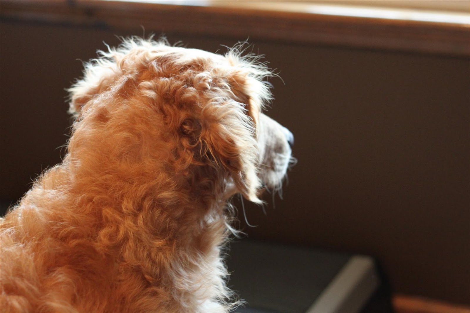 645 workshop by the crafty cpa: me: puppy photo shoot