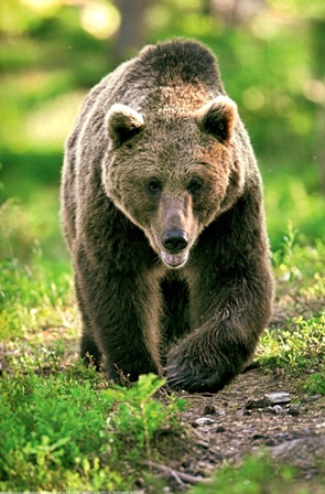 KSIĄŻECZKI SYNKA I CÓRECZKI :): Polska. Ssaki