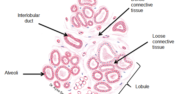 Parathyroid Gland Histology Drawing