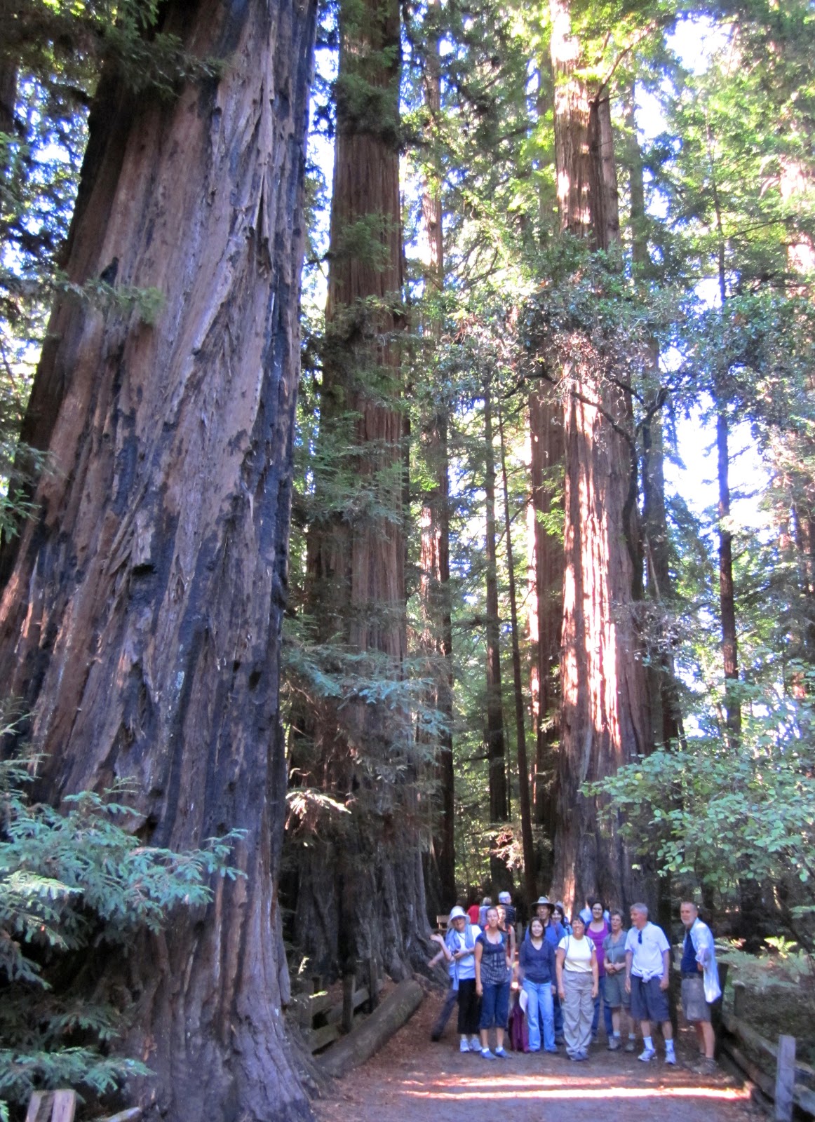 Santa Cruz Mountains Trails: Henry Cowell State Park Redwood Ramble