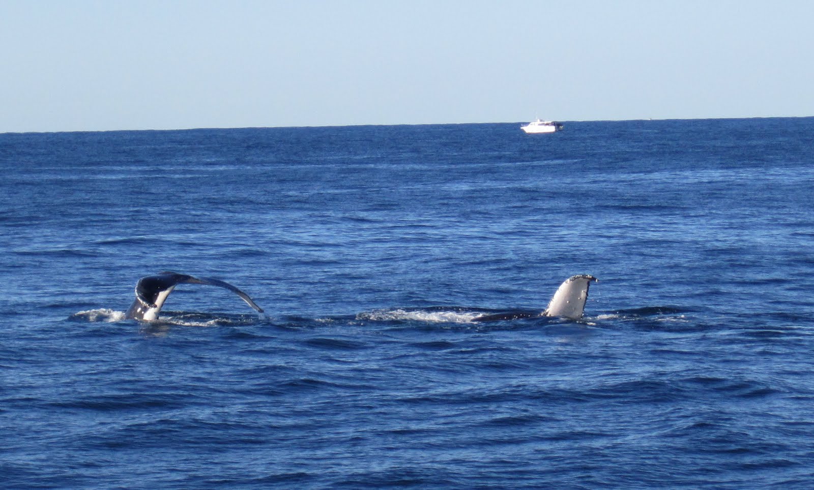 Finding Nemo: A Whale of A Tale