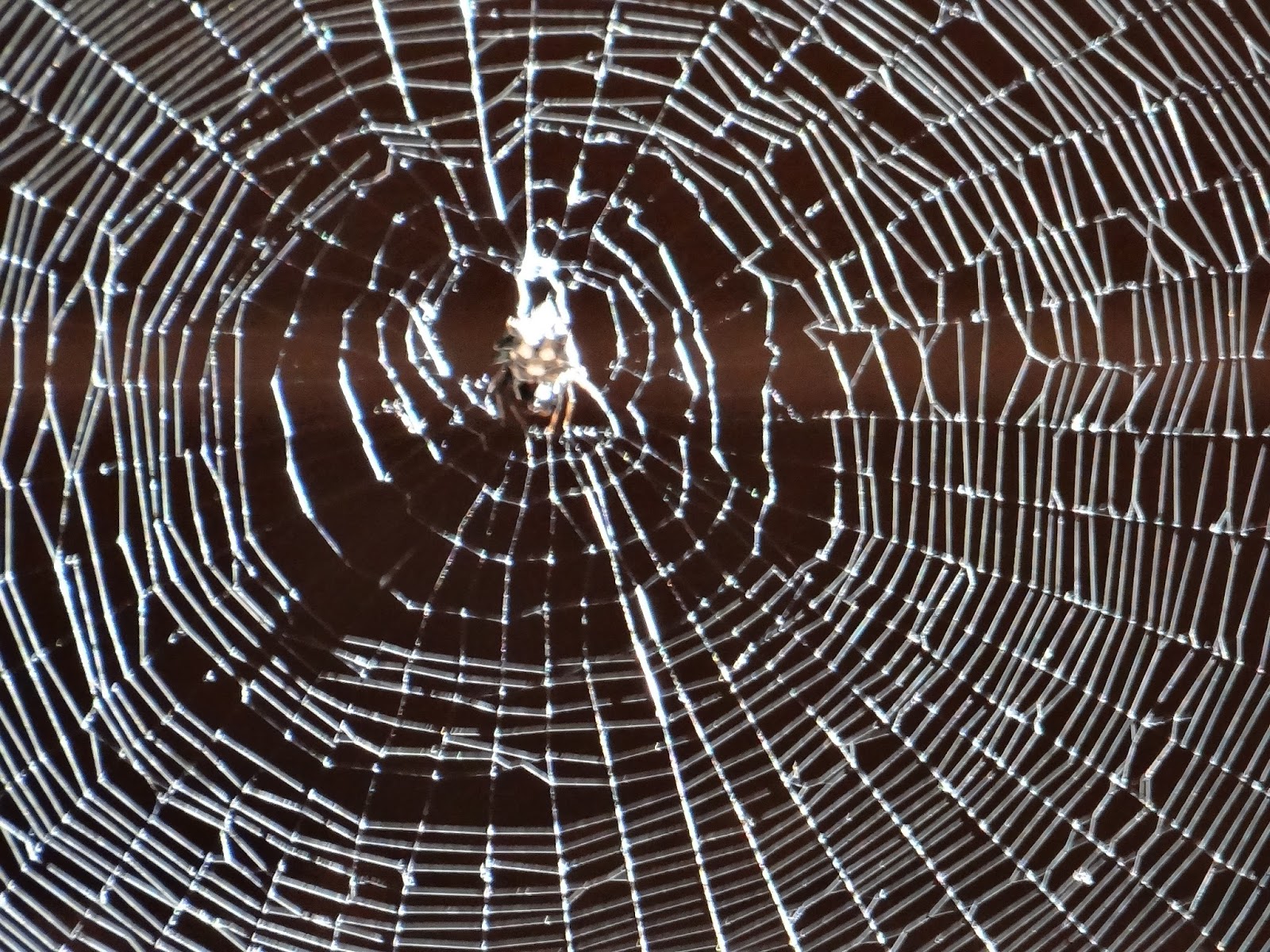 My Fun Photography: Pics: Magnificent Spider Web