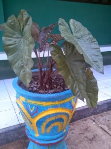 Koleksi Tanaman Hias: Talas Hitam (Alocasia macrorhiza)