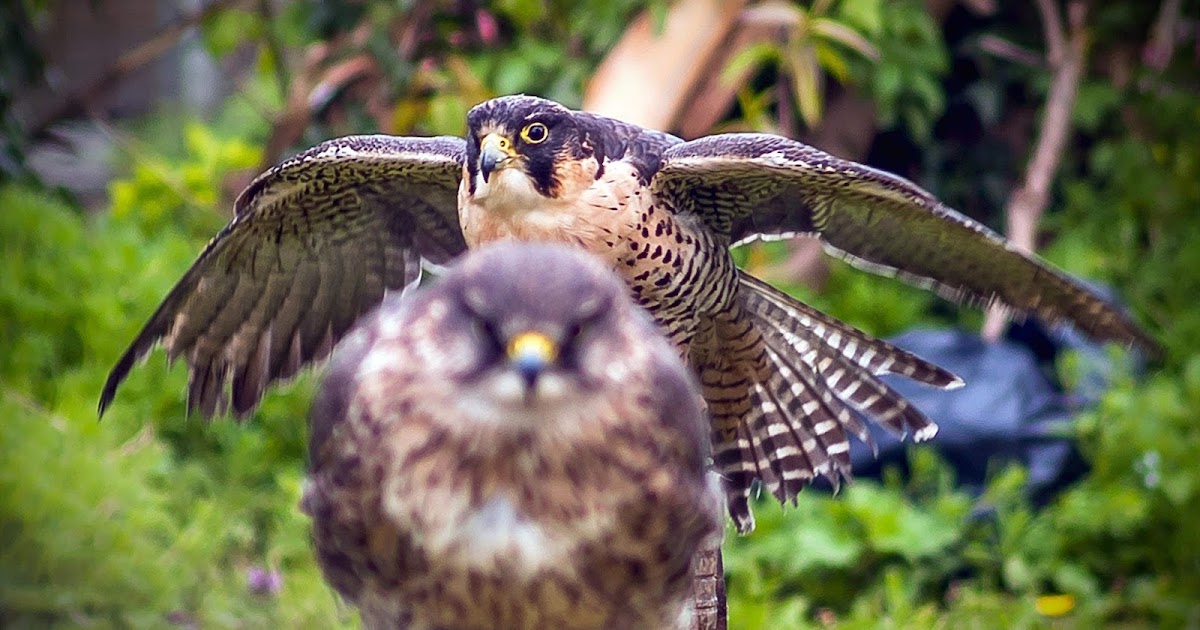 One day in the Life of an Avian Pest Controller
