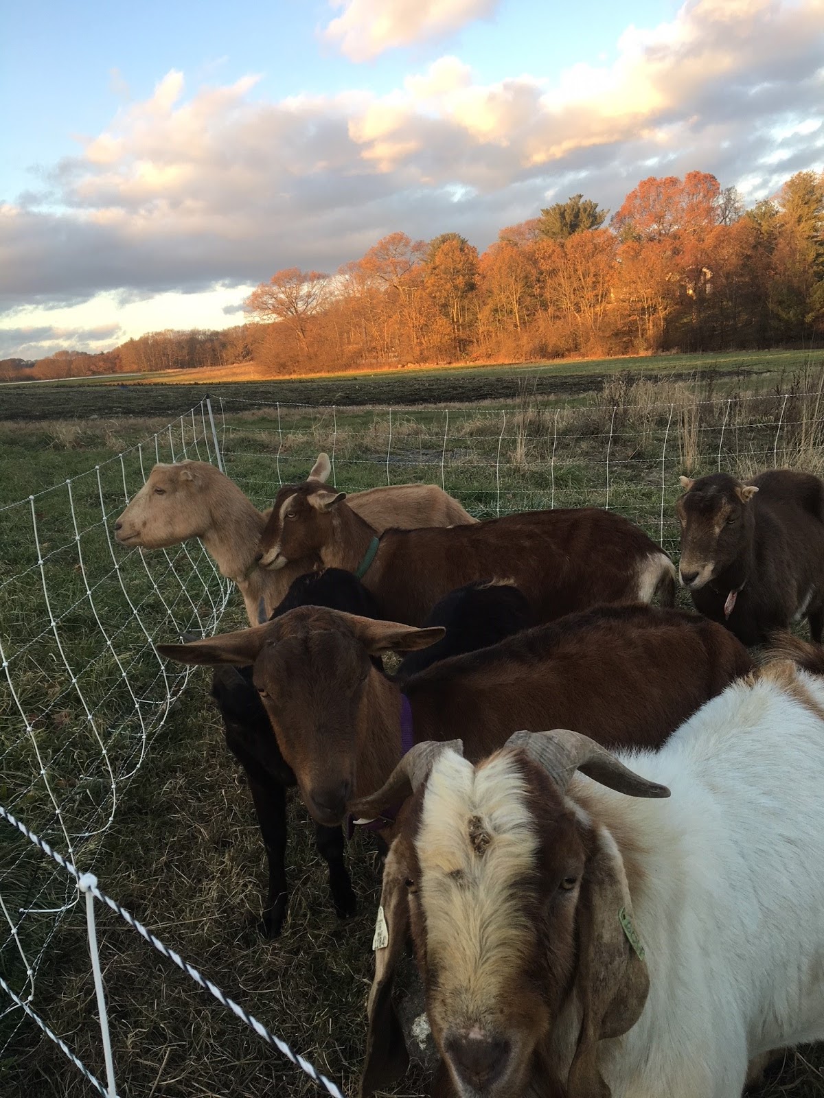 Chestnut Hill Farm: 2017