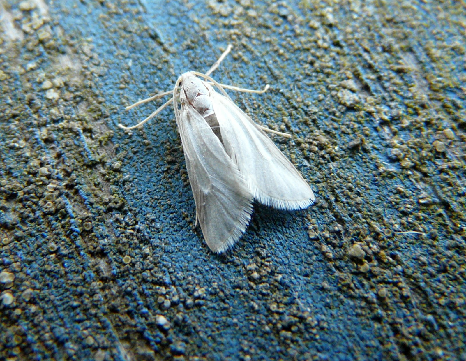 birdingexmouth: Aquatic Moths
