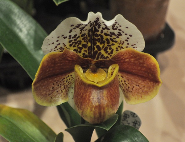 PaphYeo: Paphiopedilum Show in Bangkok - others.