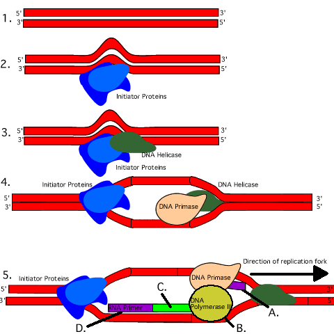 Grade 12 Biology Blog: DNA Replication