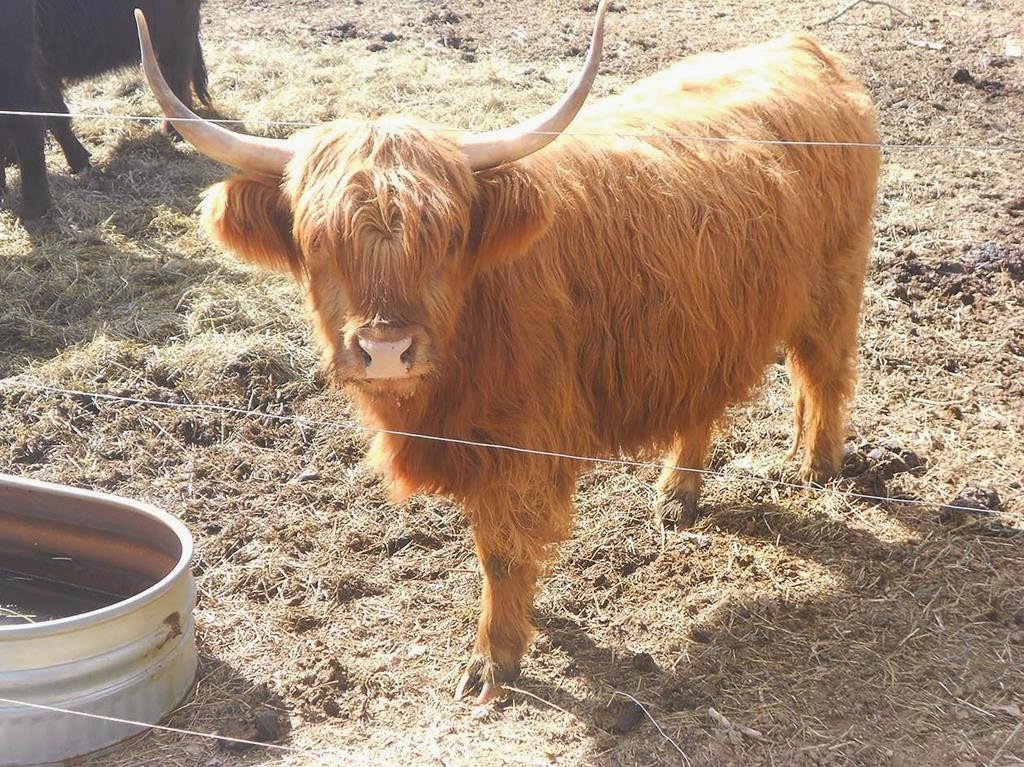 The Partial View: More on the red Heifer near Lakewood