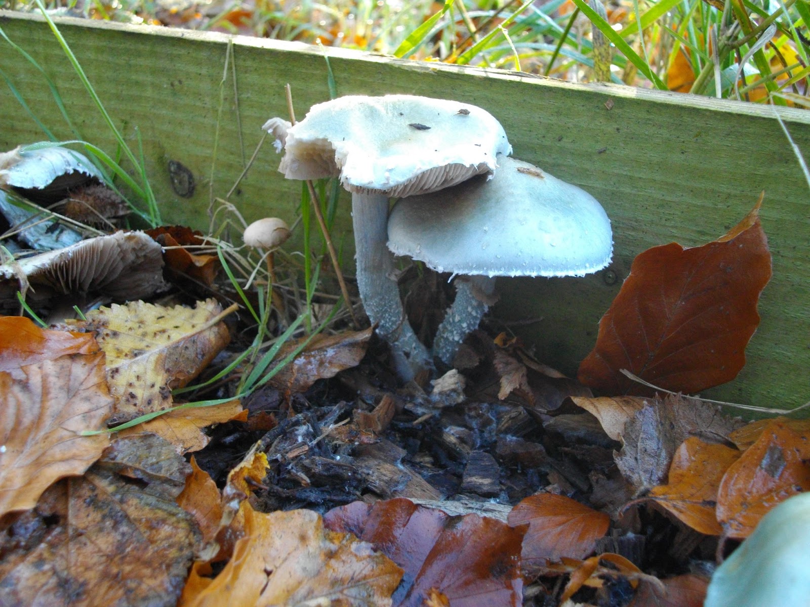 Birds and Beer: Whitlingham Fungi