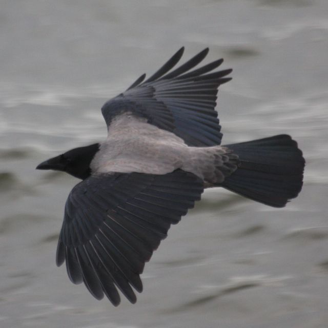 Morgithology: Hooded Crow - Galway Bay