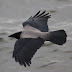 Morgithology: Hooded Crow - Galway Bay