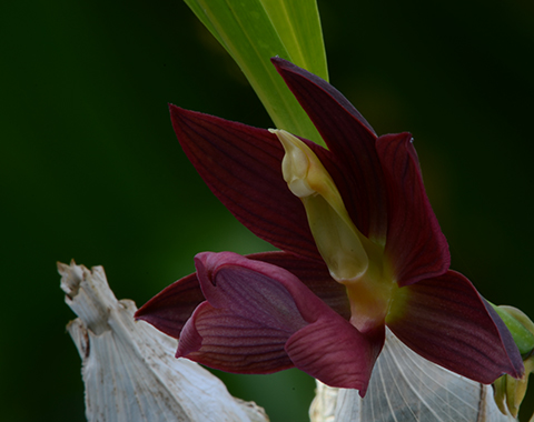 The Orchid Column: Mormodes sinuata, The Goblin