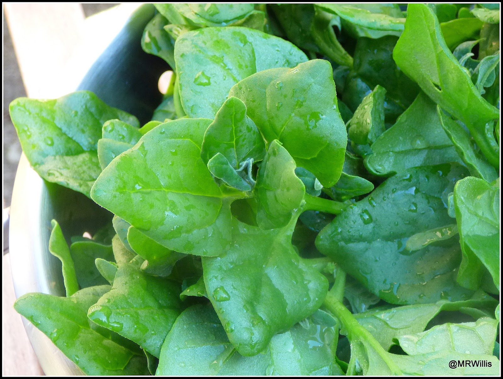 Mark's Veg Plot: First harvest of NZ Spinach