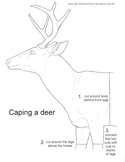 Design Context: Taxidermy Diagrams