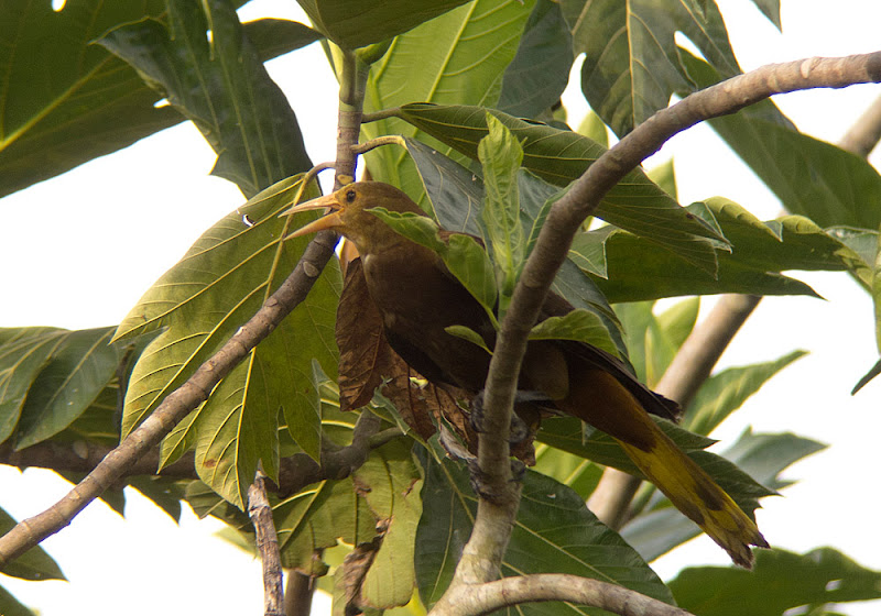 Weedon's World of Nature: Icterids at the lodge