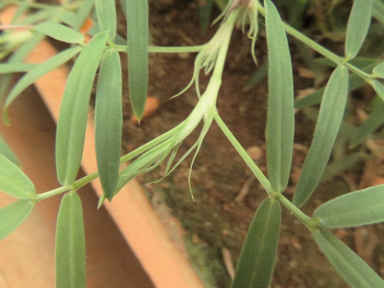 Fabaceae - Leguminosae no Brasil: Papilionoideae