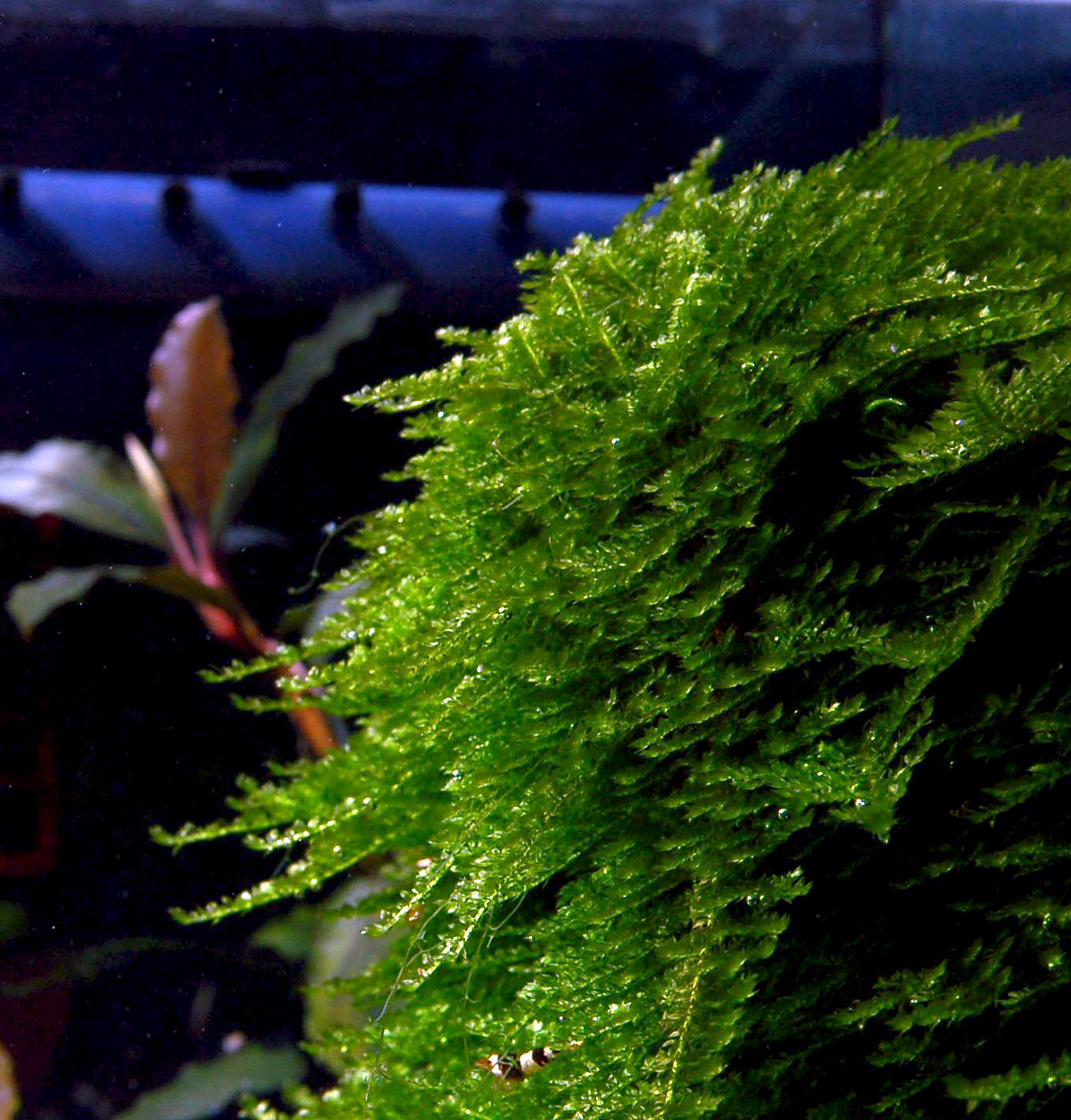 Aquatic Mosses.: Christmas Moss Vesicularia christmas