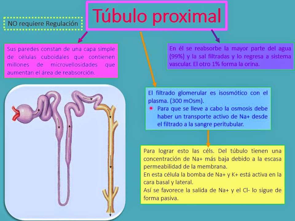 FISIOLOGÍA MÉDICA - MELISSA GUADALUPE ROMERO OJEDA: Túbulo Proximal y ...