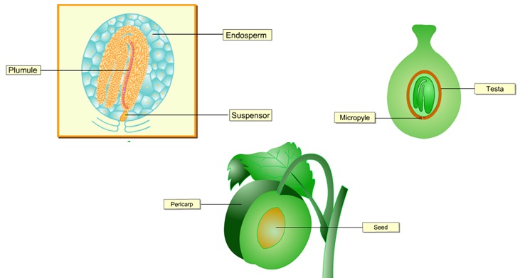 BIOLOGY FORM 6: SEED DEVELOPMENT AND GERMINATION