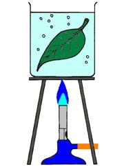#39 Photosynthesis investigations - Principles and Starch test ...