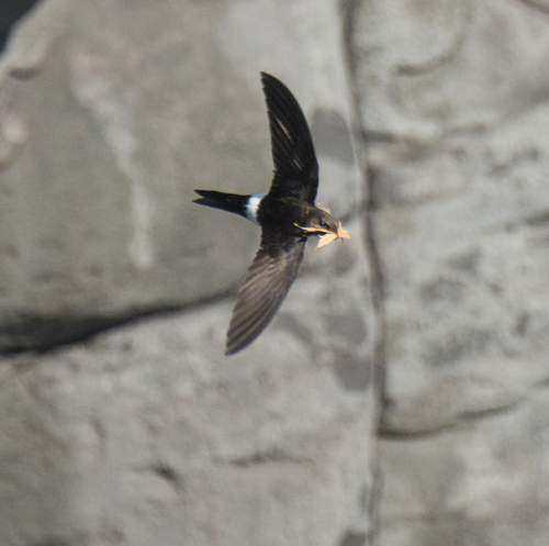 Pacific swift | Birds of India | Bird World