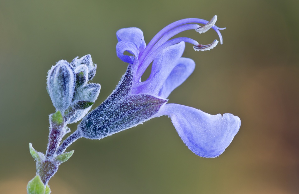 El GAUCHOGUACHO: Flor de Romero (Estilo)